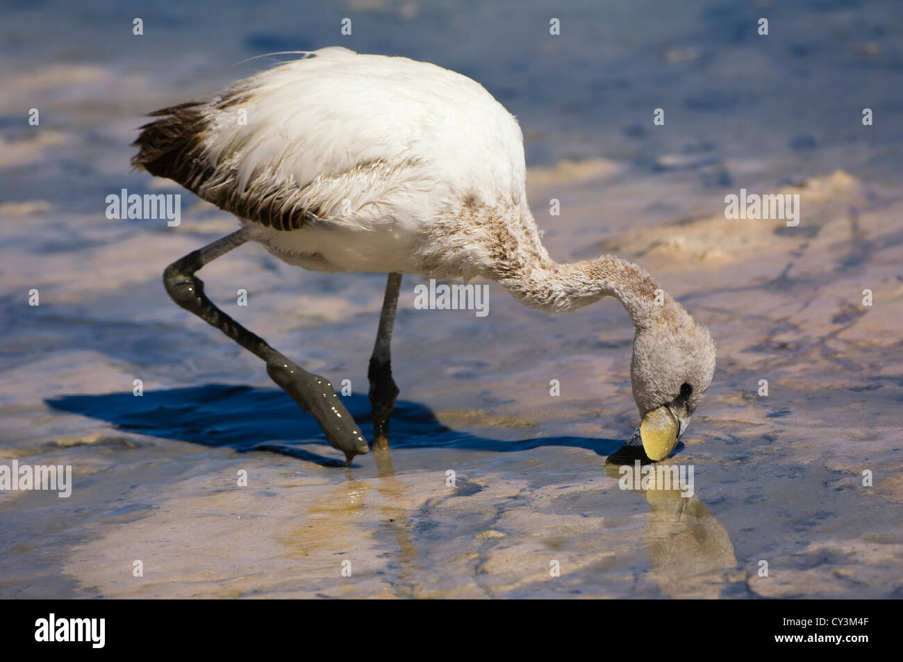 Puna flamingo hi-res stock photography and images - Alamy