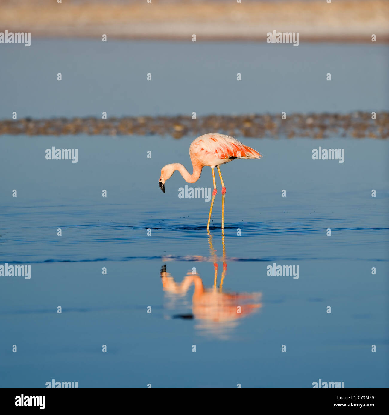 Birding in chile hi-res stock photography and images - Alamy