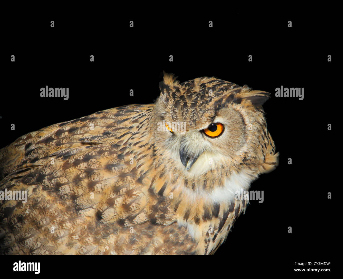owl looking alert Stock Photo - Alamy