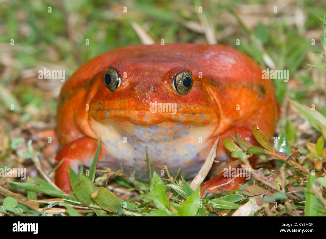 Crapaud rouge hi-res stock photography and images - Alamy