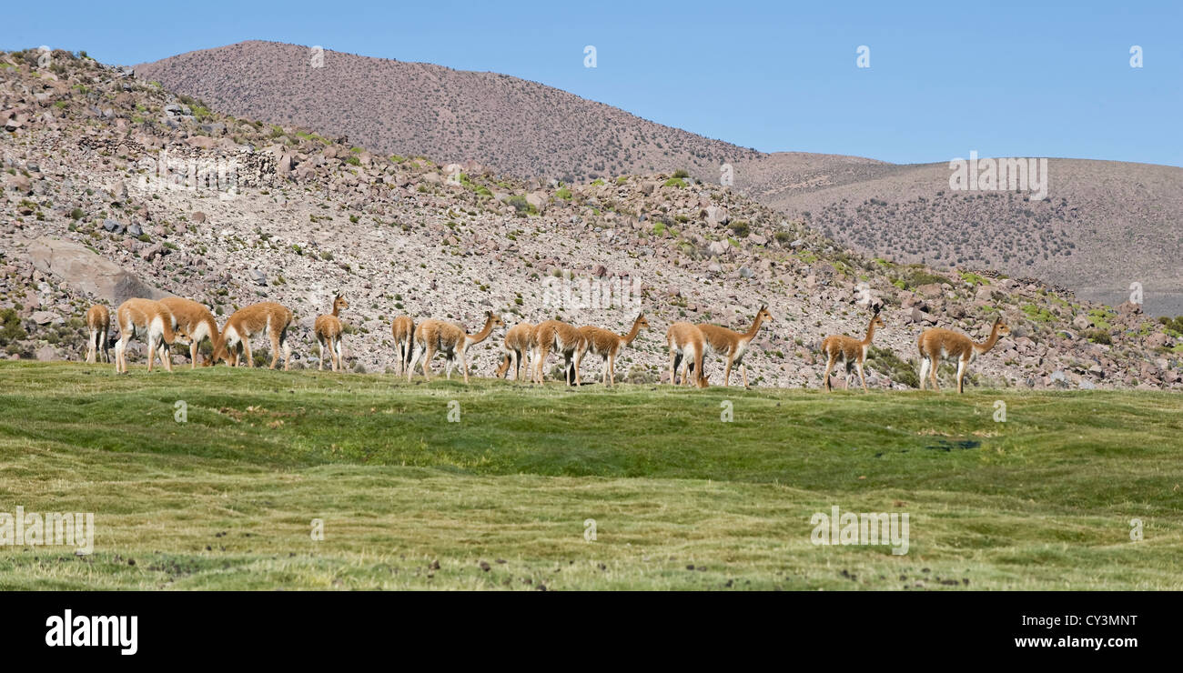 Vicuna Vicugna Vicugna In The Puna High Resolution Stock Photography ...