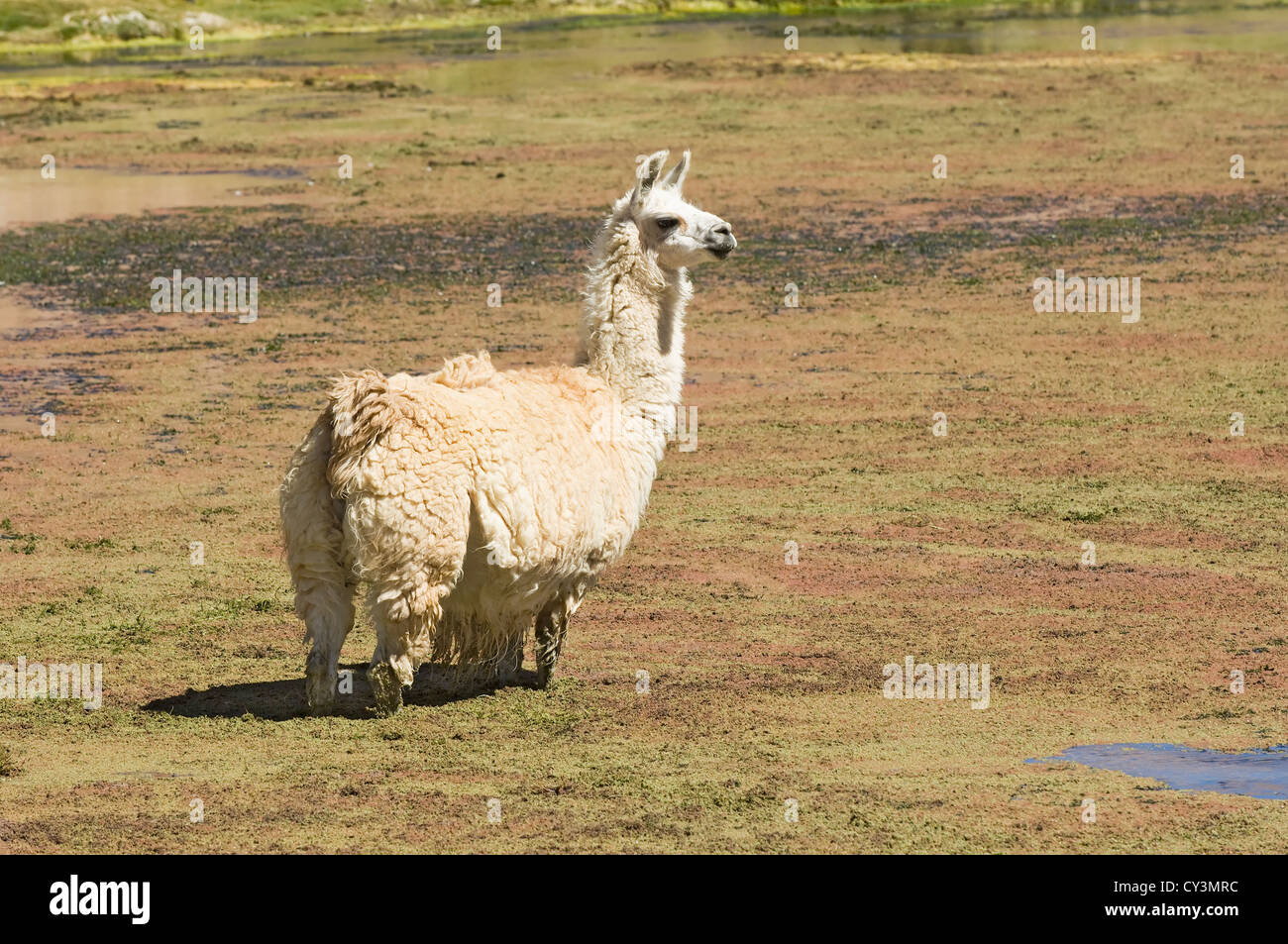 Llama (Lama glama) with young, Camelidae family, Atacama Desert, Chile ...
