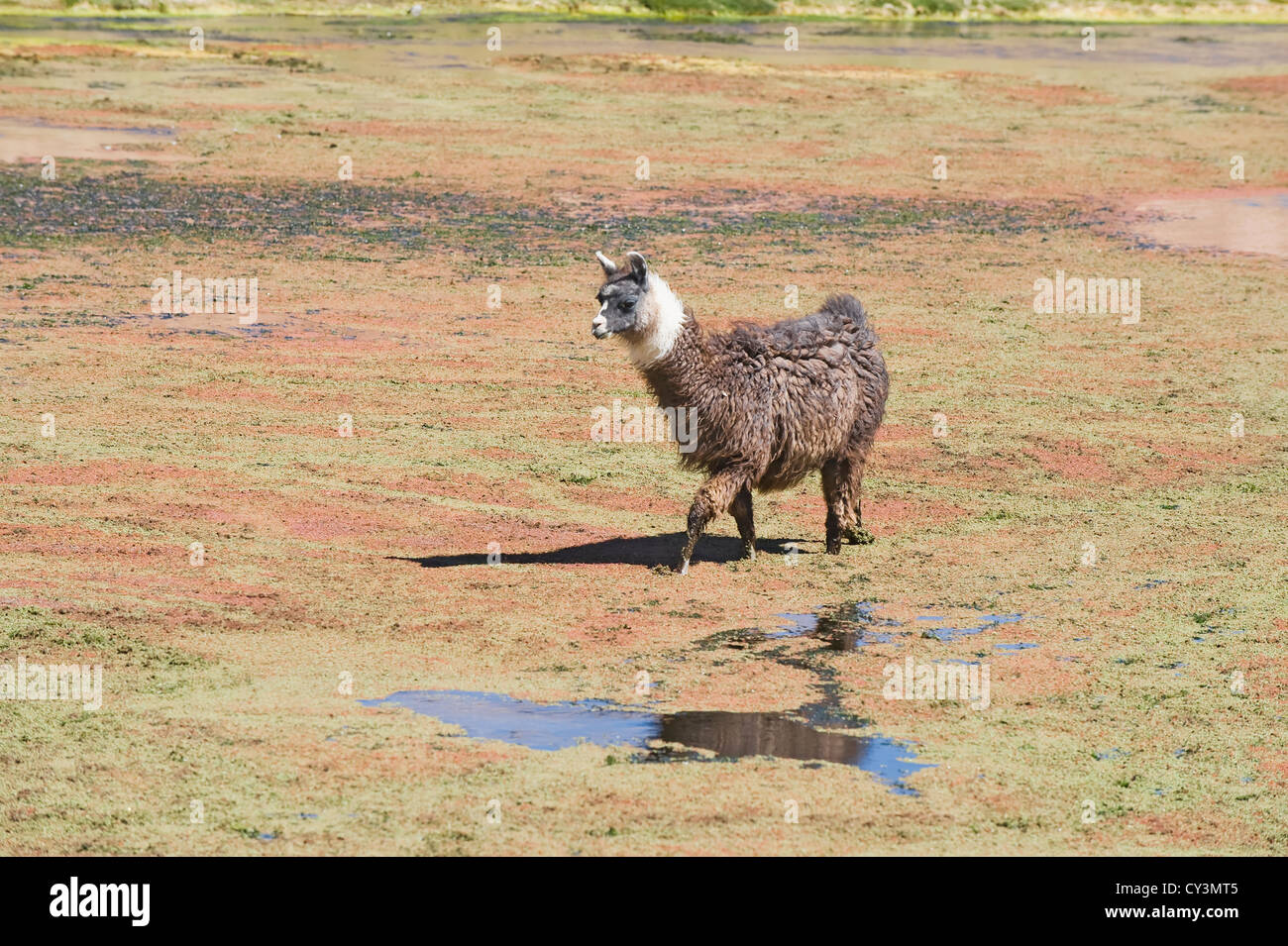 Llama (Lama glama) with young, Camelidae family, Atacama Desert, Chile ...