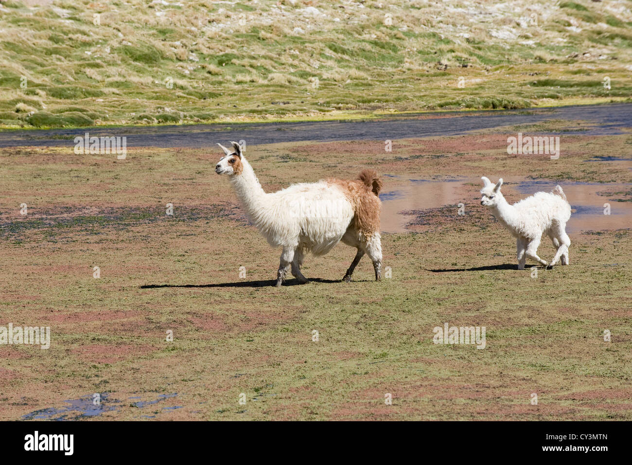 Family camelidae hi-res stock photography and images - Alamy