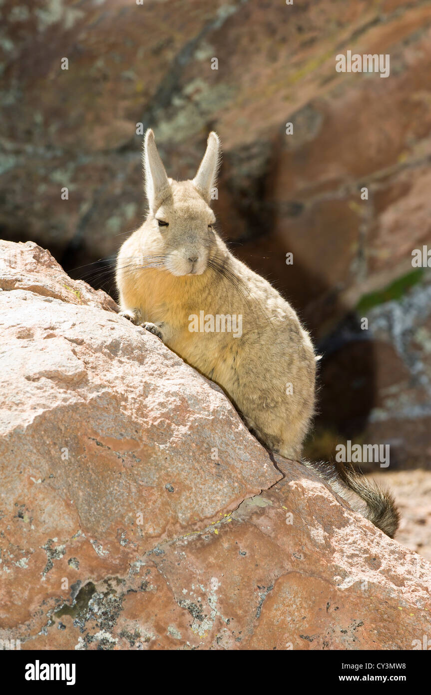Mountain viscacha lagidium hi-res stock photography and images - Alamy
