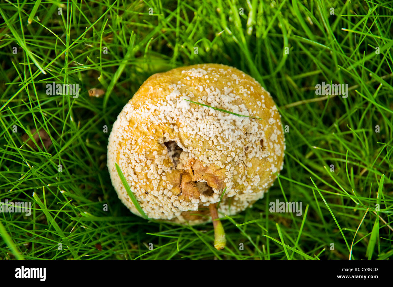 Mould fruit hi-res stock photography and images - Alamy