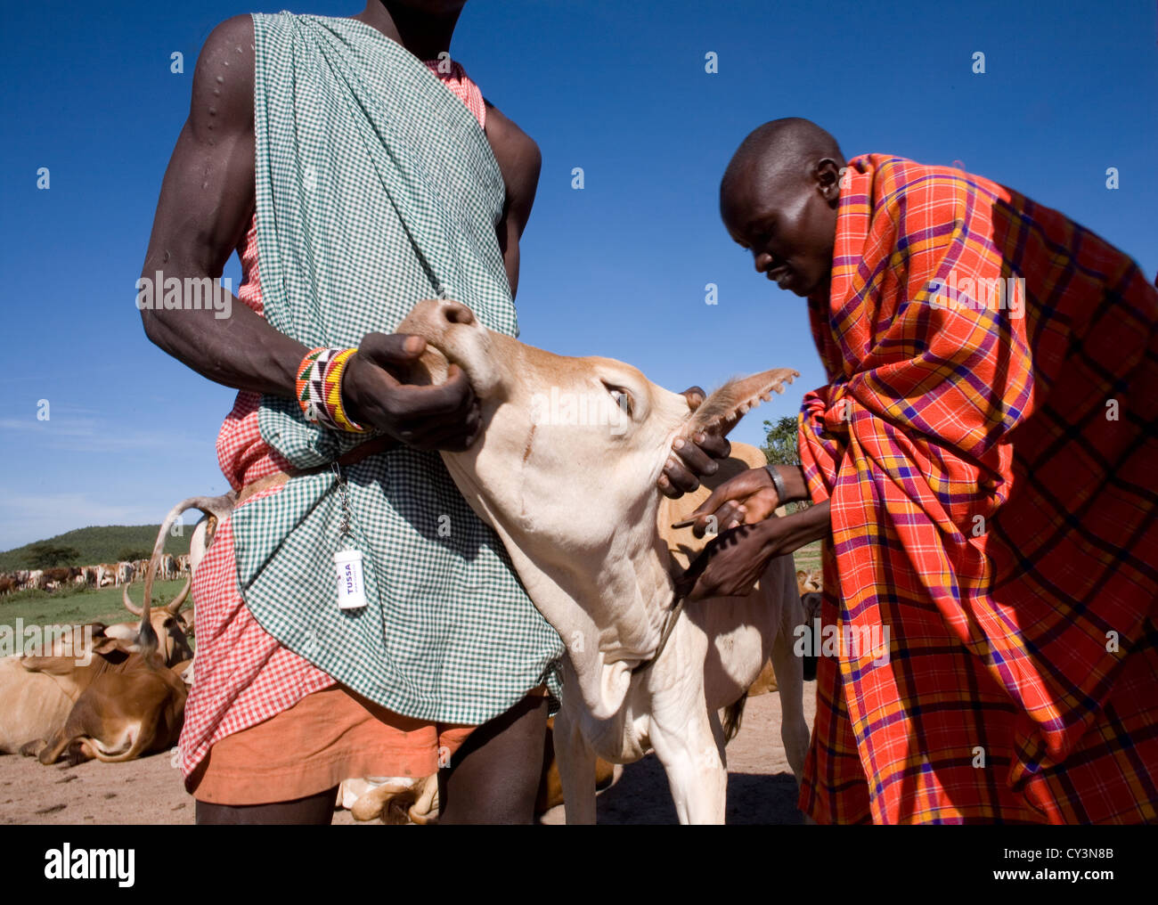 African herder boy hi-res stock photography and images - Alamy