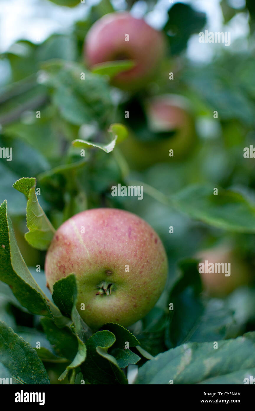 Apples attached to tree hi-res stock photography and images - Alamy