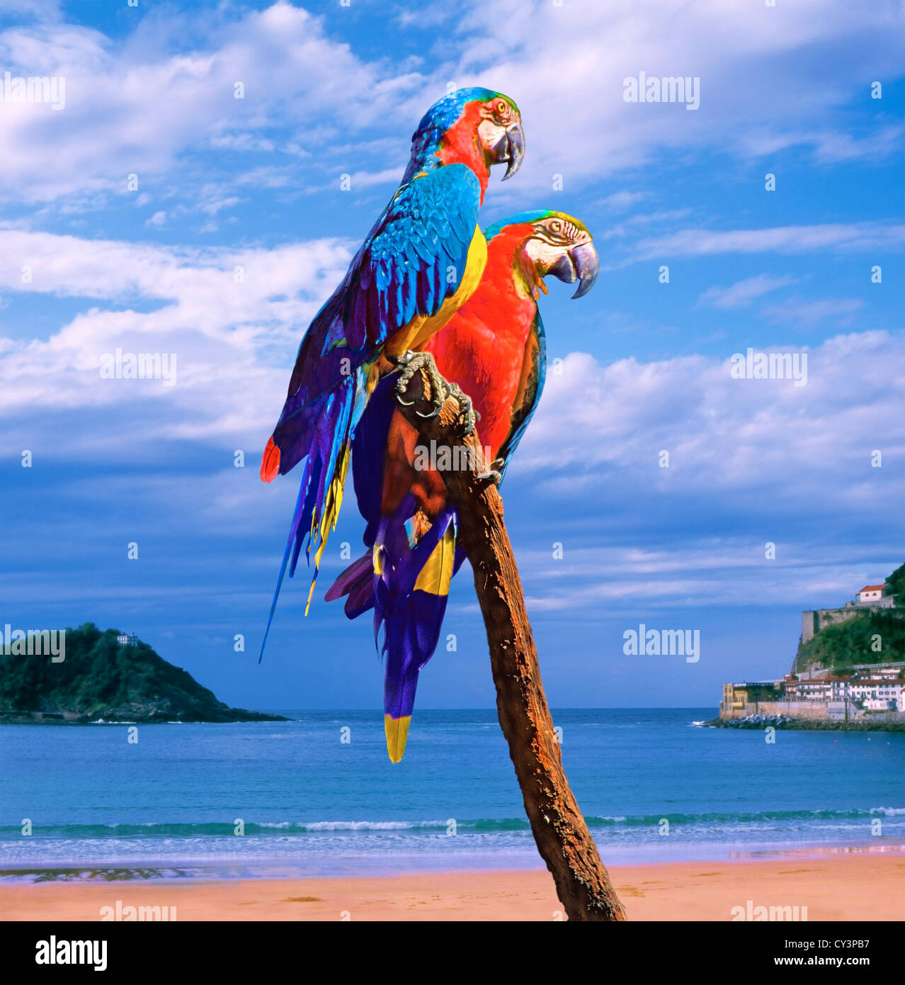 two parrots on a perch Stock Photo - Alamy