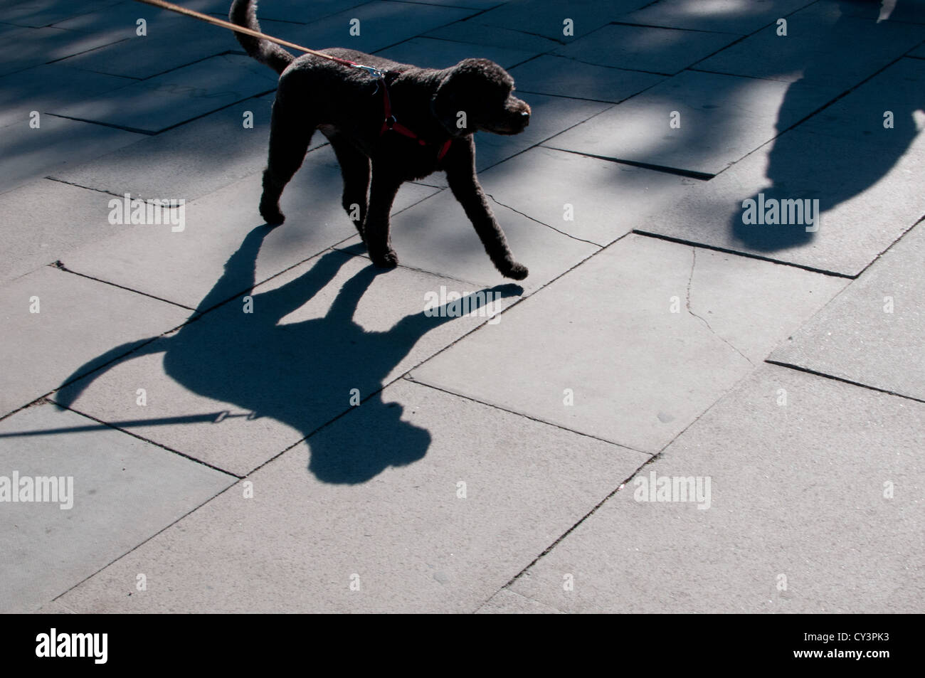 dog and shadow Stock Photo - Alamy