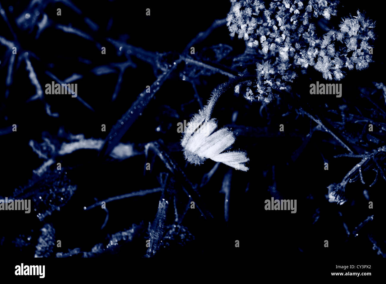 Frozen dew drops are thawing in the morning sun on the petals of a ...
