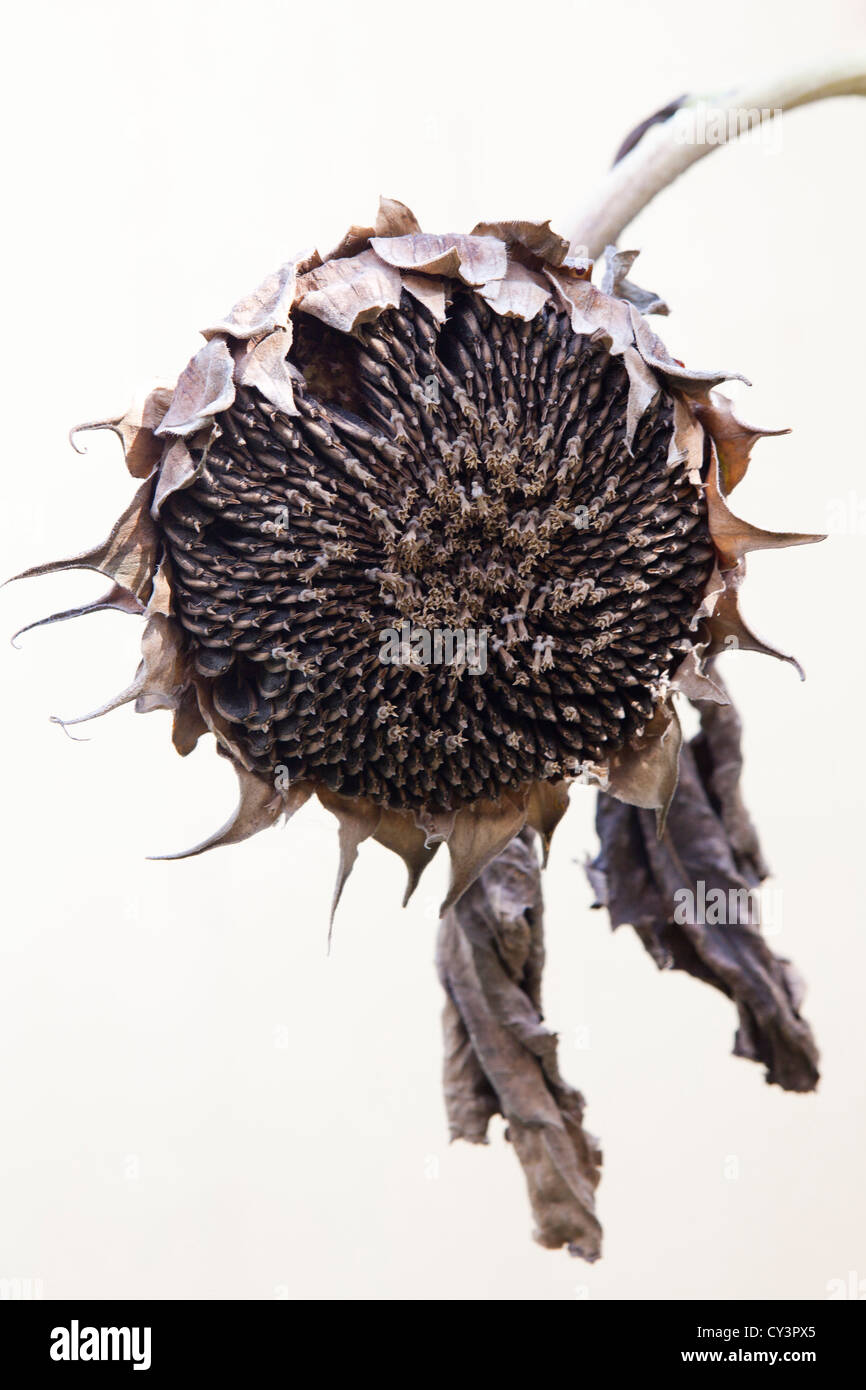 Dead sunflower hi-res stock photography and images - Alamy