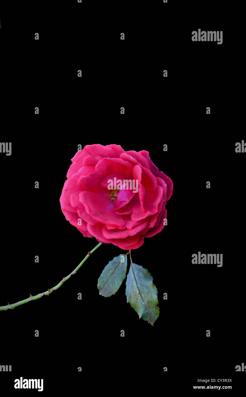 A Lone Rose Stock Photo - Alamy