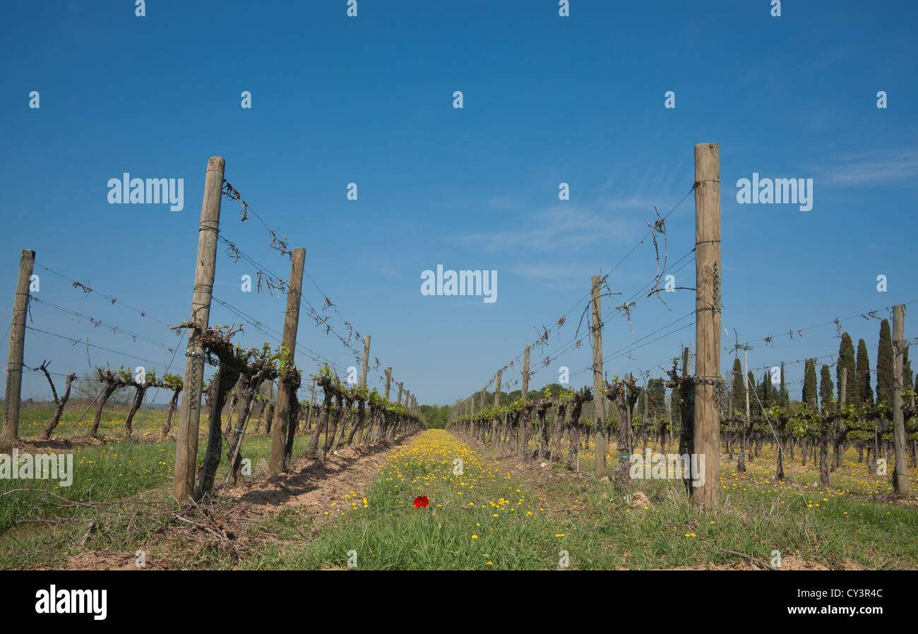 Buttercup In The Foreground High Resolution Stock Photography and ...