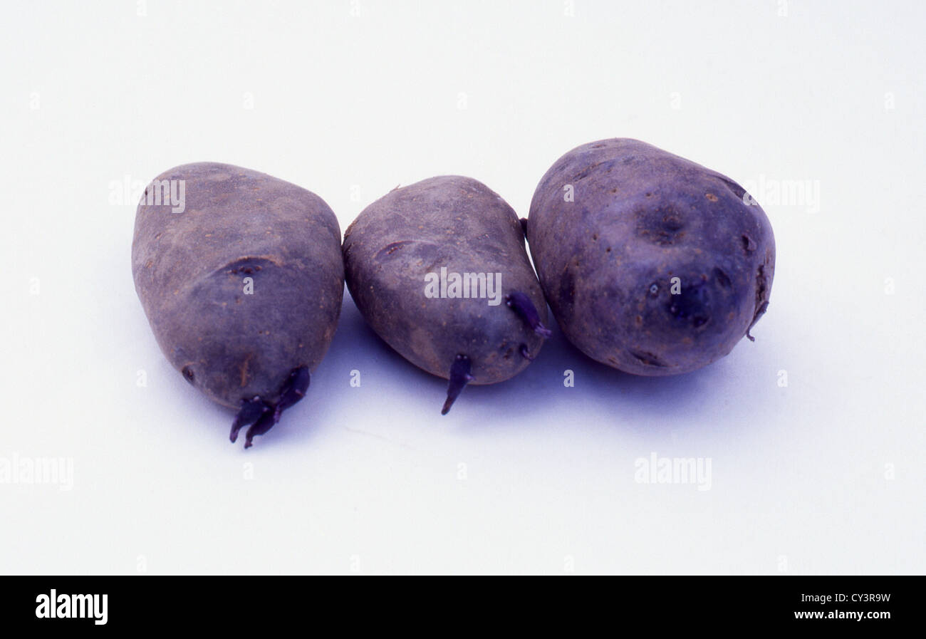 Sample of 3 second early potato tubers 'Shetland Black', Scottish c1900 ...