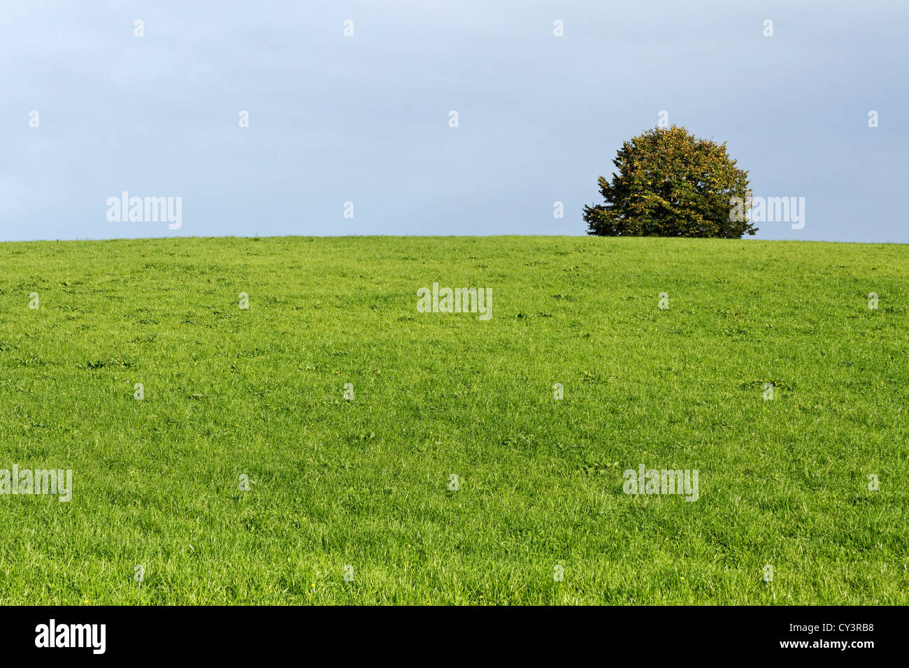 Linde tree hi-res stock photography and images - Alamy