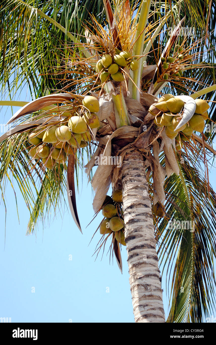 Palm tree venezuela hi-res stock photography and images - Alamy