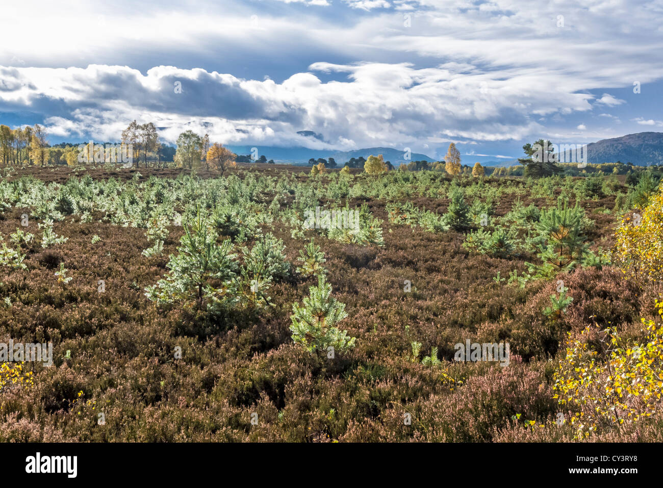 Scots pine trees hi-res stock photography and images - Alamy