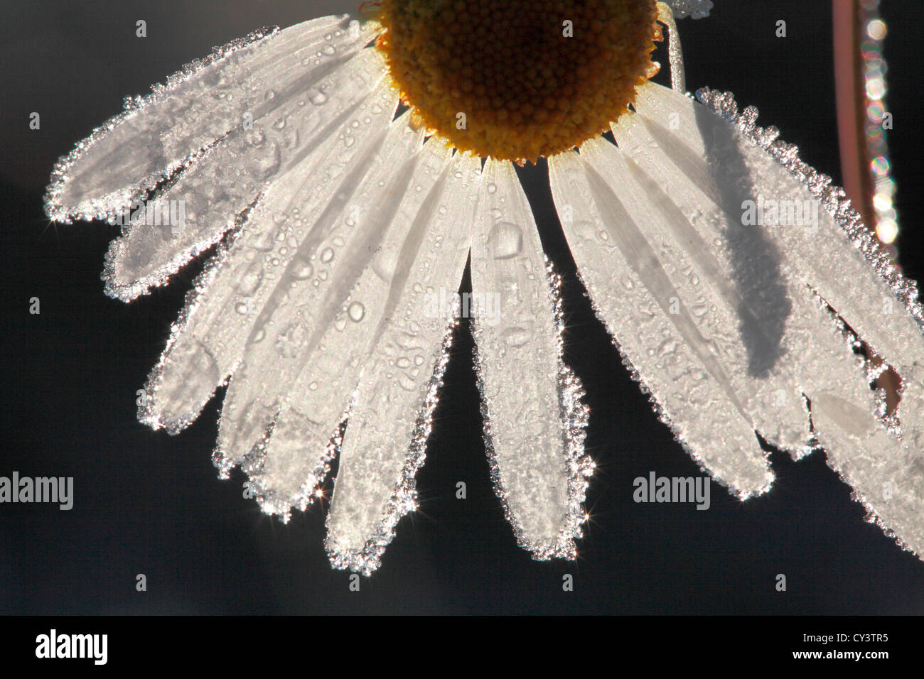 Frozen dew drops are thawing in the morning sun on the petals of a ...