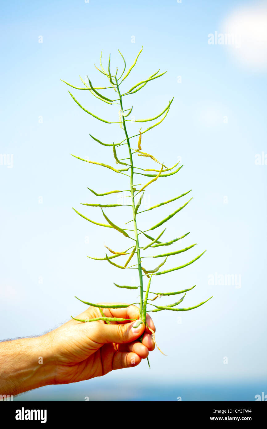 hand with canola Stock Photo - Alamy