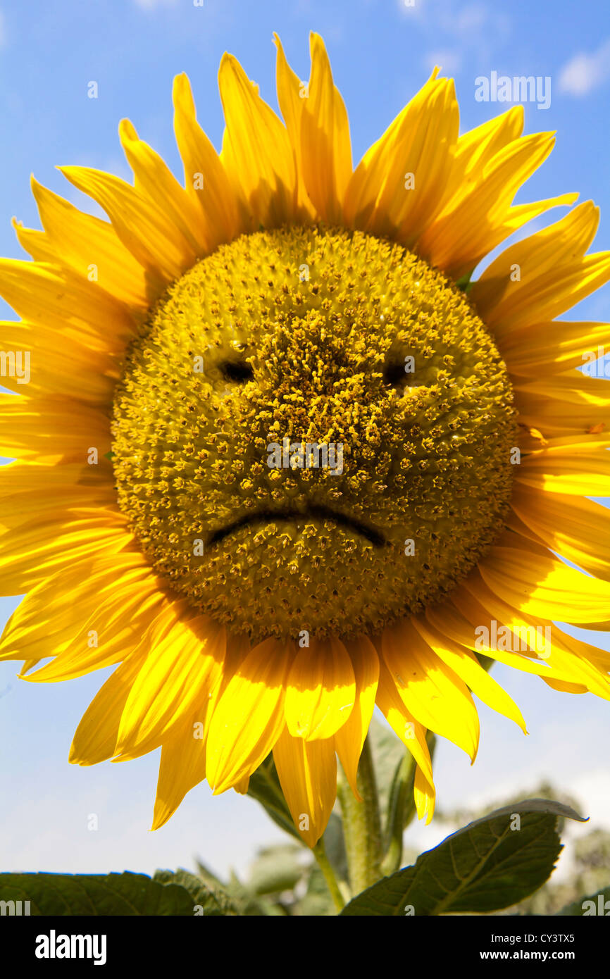 Sunflower with sad face hi-res stock photography and images - Alamy