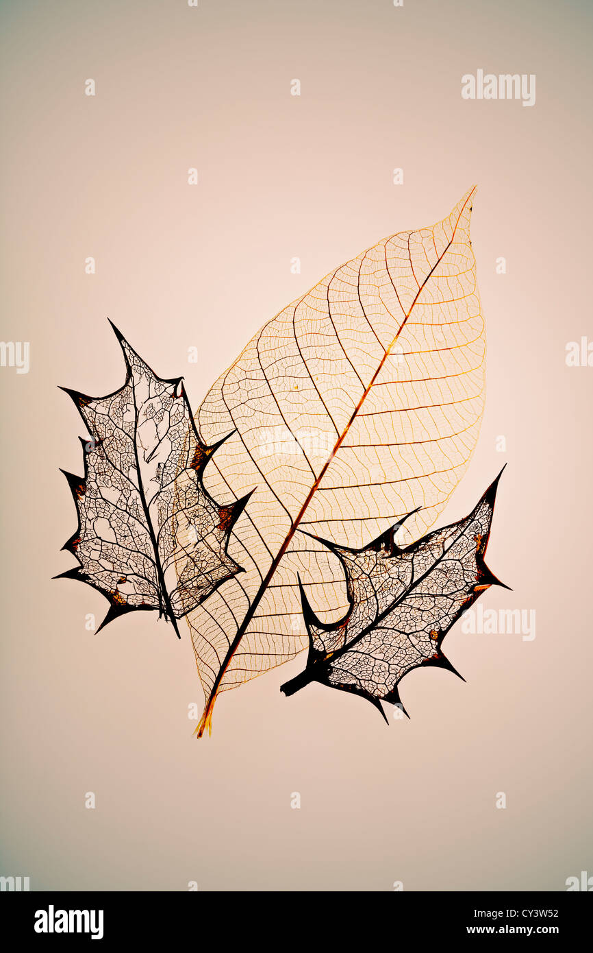 Skeletal Autumn Leaf Stock Photo - Alamy