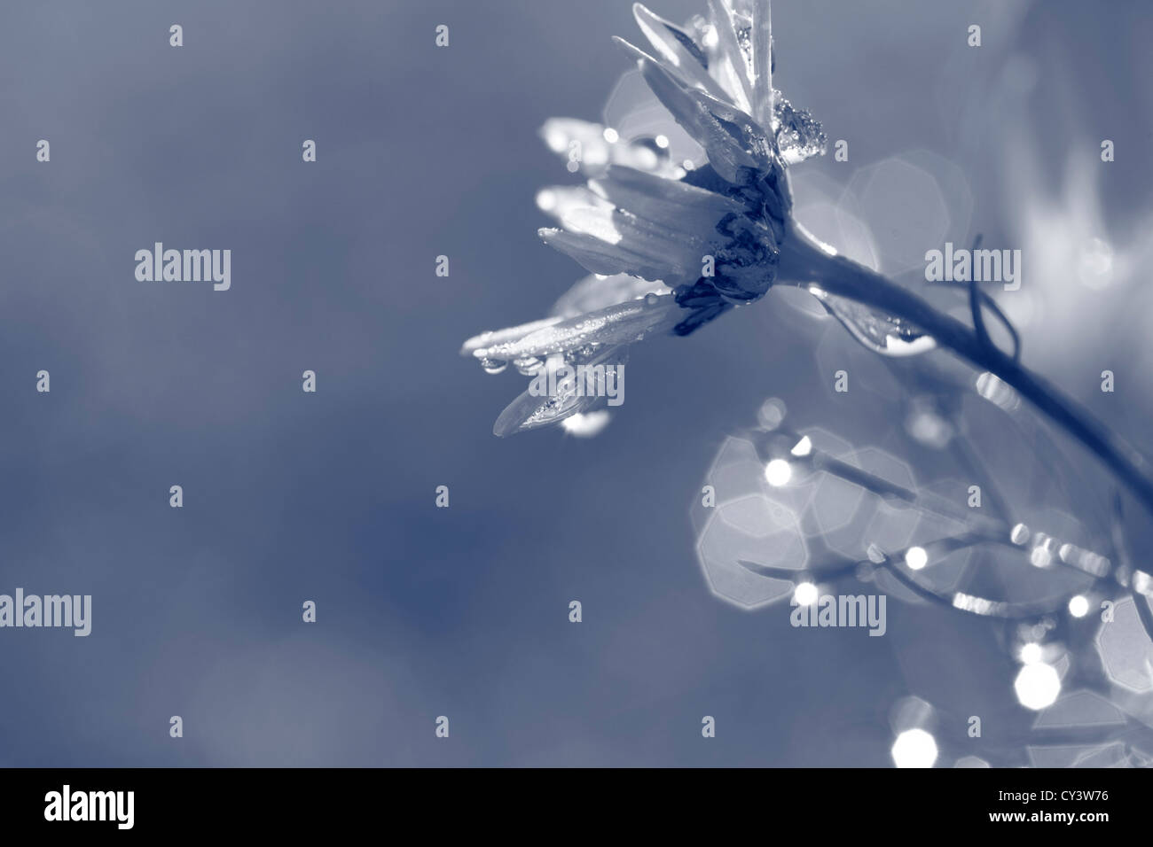 Frozen dew drops are thawing in the morning sun on the petals of a ...
