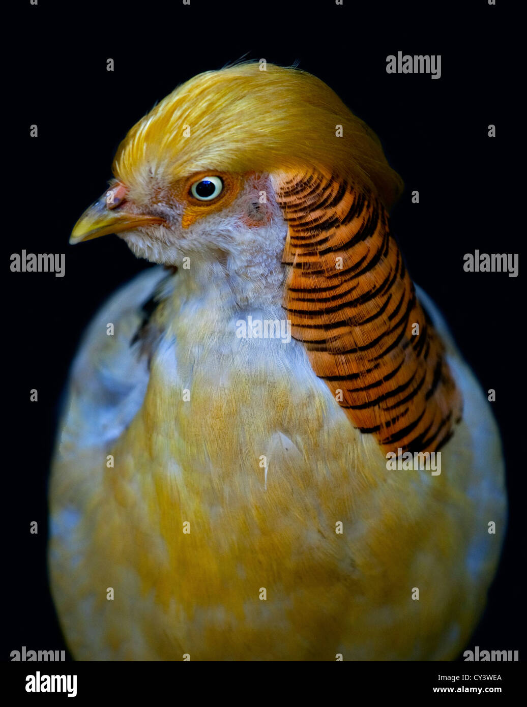 Yellow Variant of a Golden Pheasant (chrysolophus pictus) male Stock ...