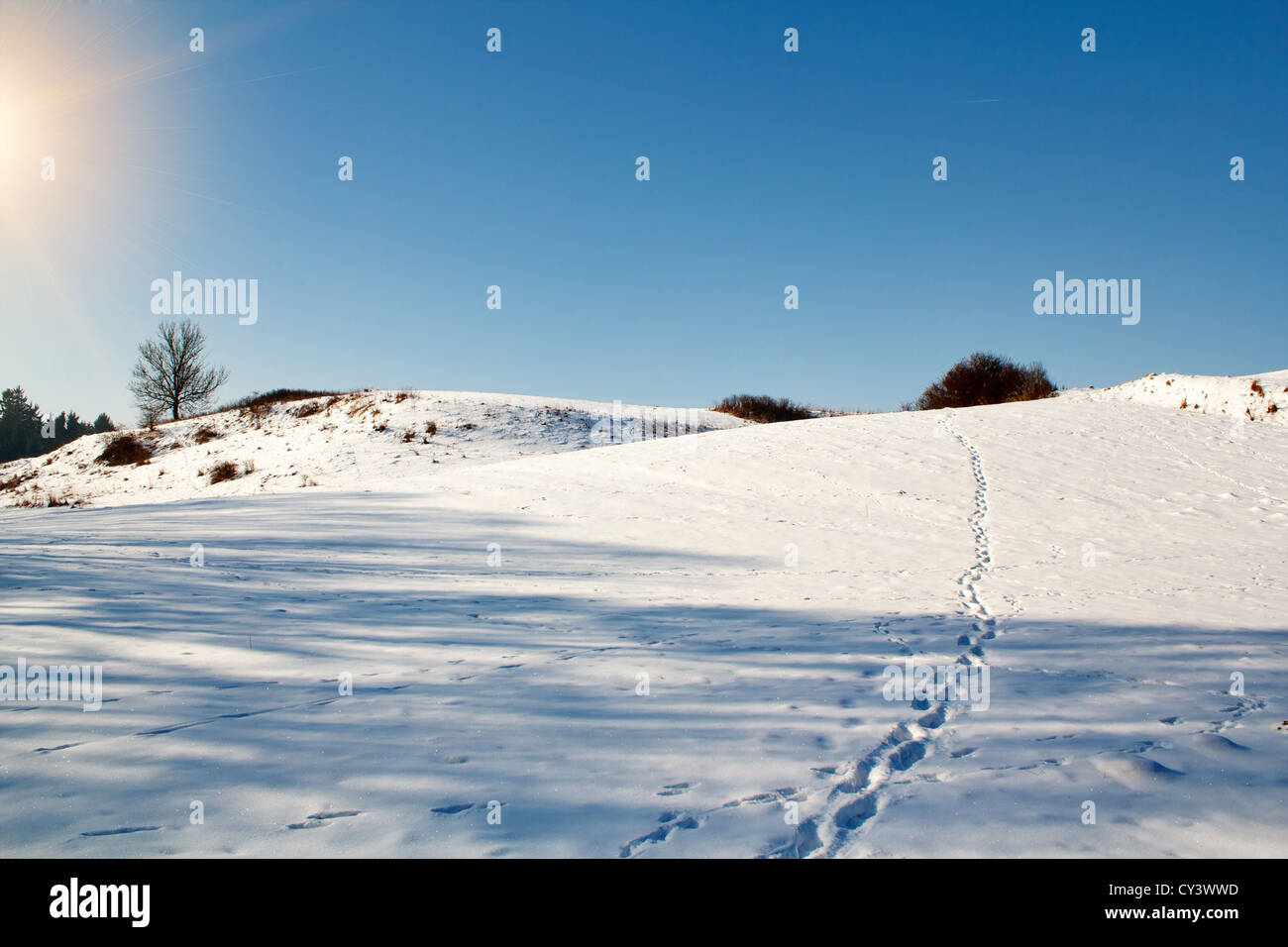 winter scene with snow, sun and blue sky Stock Photo - Alamy
