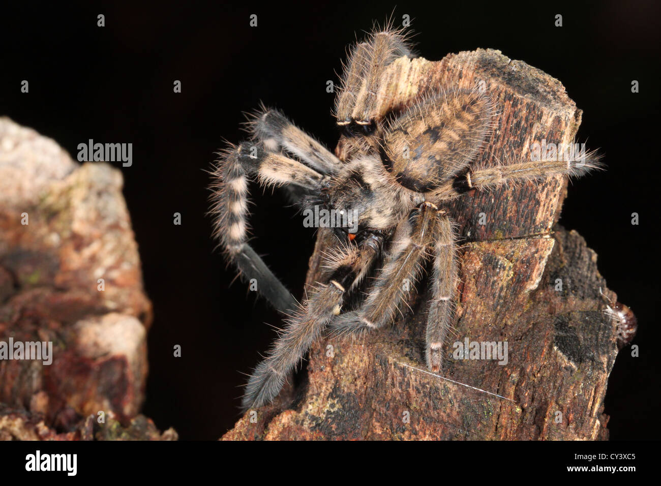 Large Asian spider Stock Photo - Alamy