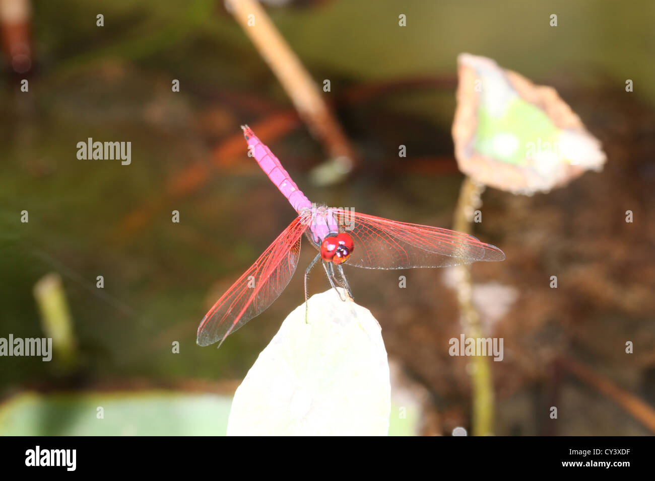 Beautiful Pink Dragonfly in Thailand Stock Photo - Alamy