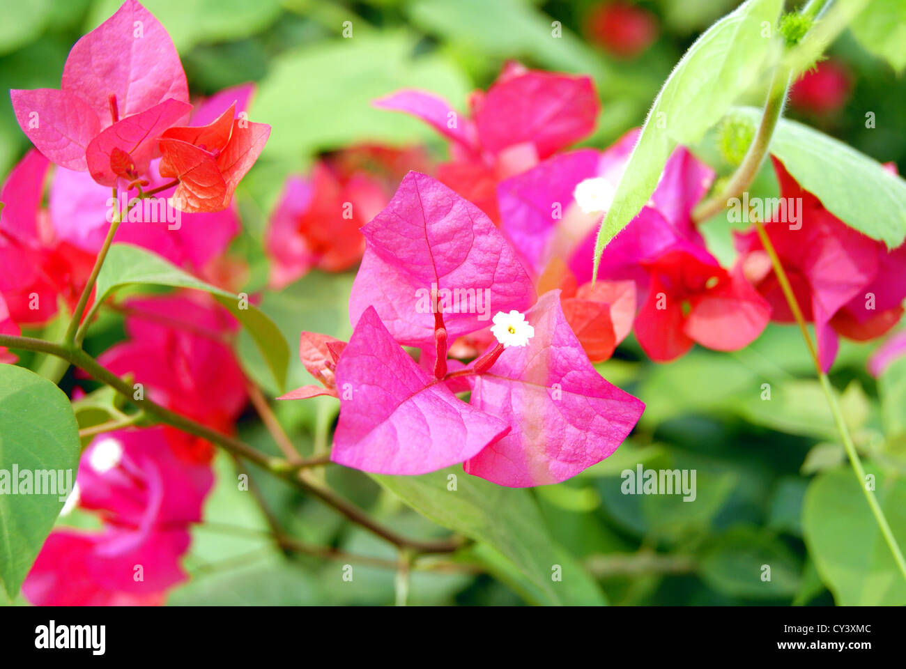 Azalea red leaves hi-res stock photography and images - Alamy