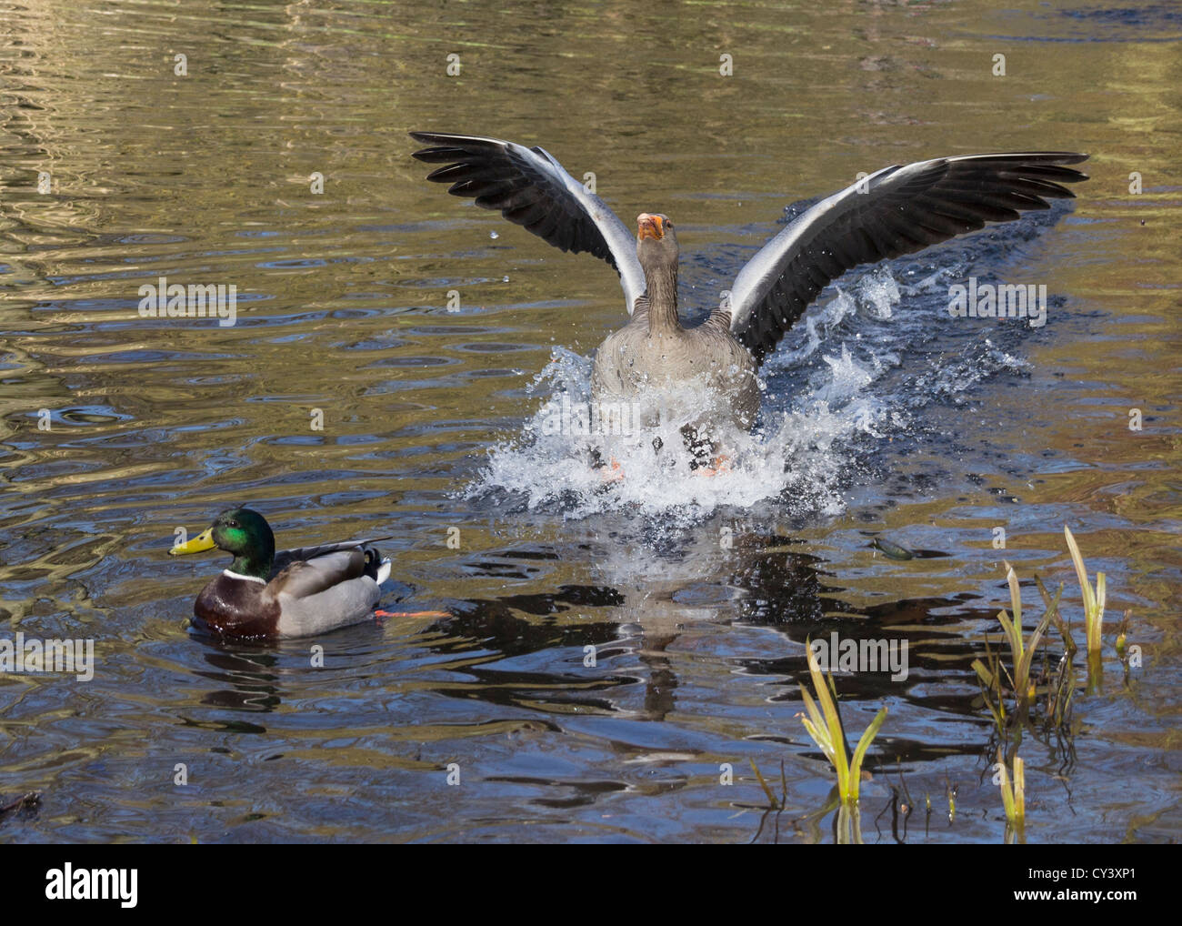 Lands mallard duck splash goose hi-res stock photography and images - Alamy