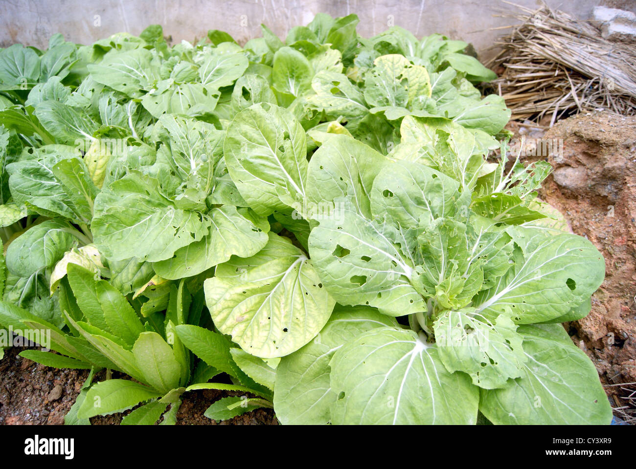 Vegetable field hi-res stock photography and images - Alamy