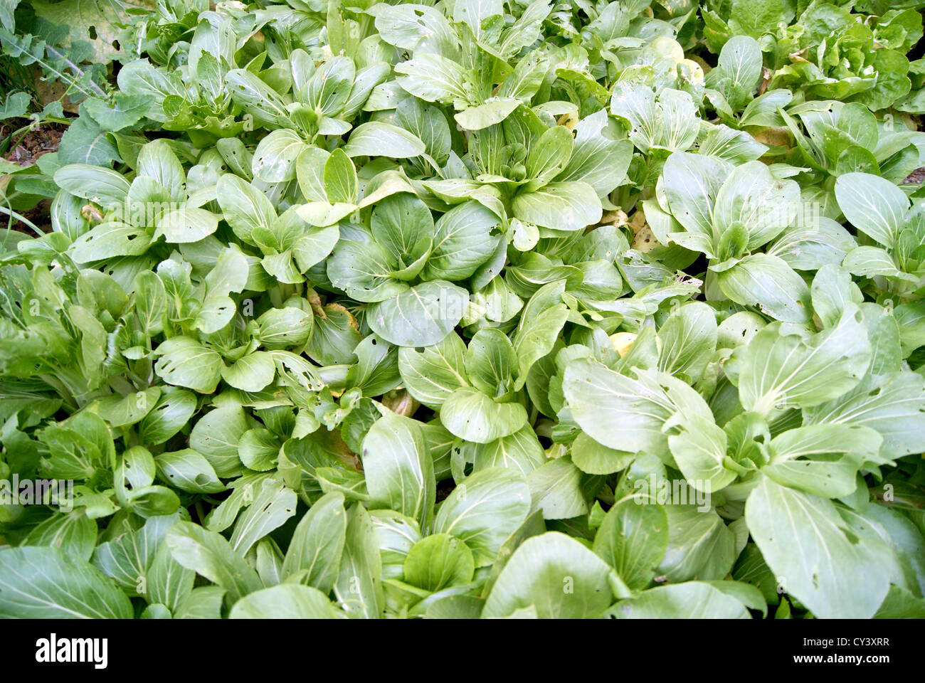 Vegetable field hi-res stock photography and images - Alamy