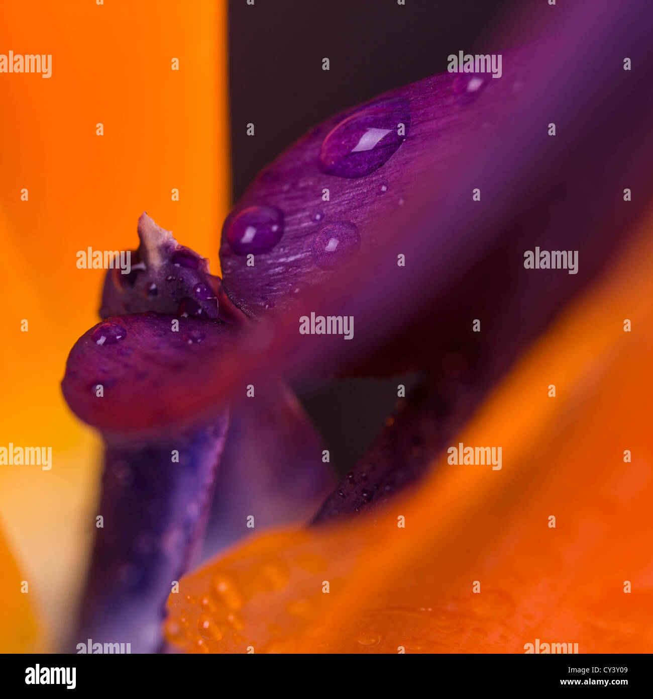 Closeup of Bird of Paradise flower (crane flower) Strelitzia perennial ...