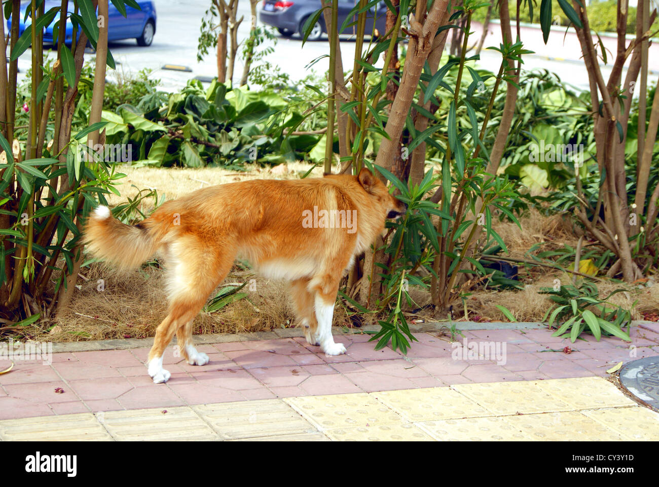 A yellow dog Stock Photo - Alamy