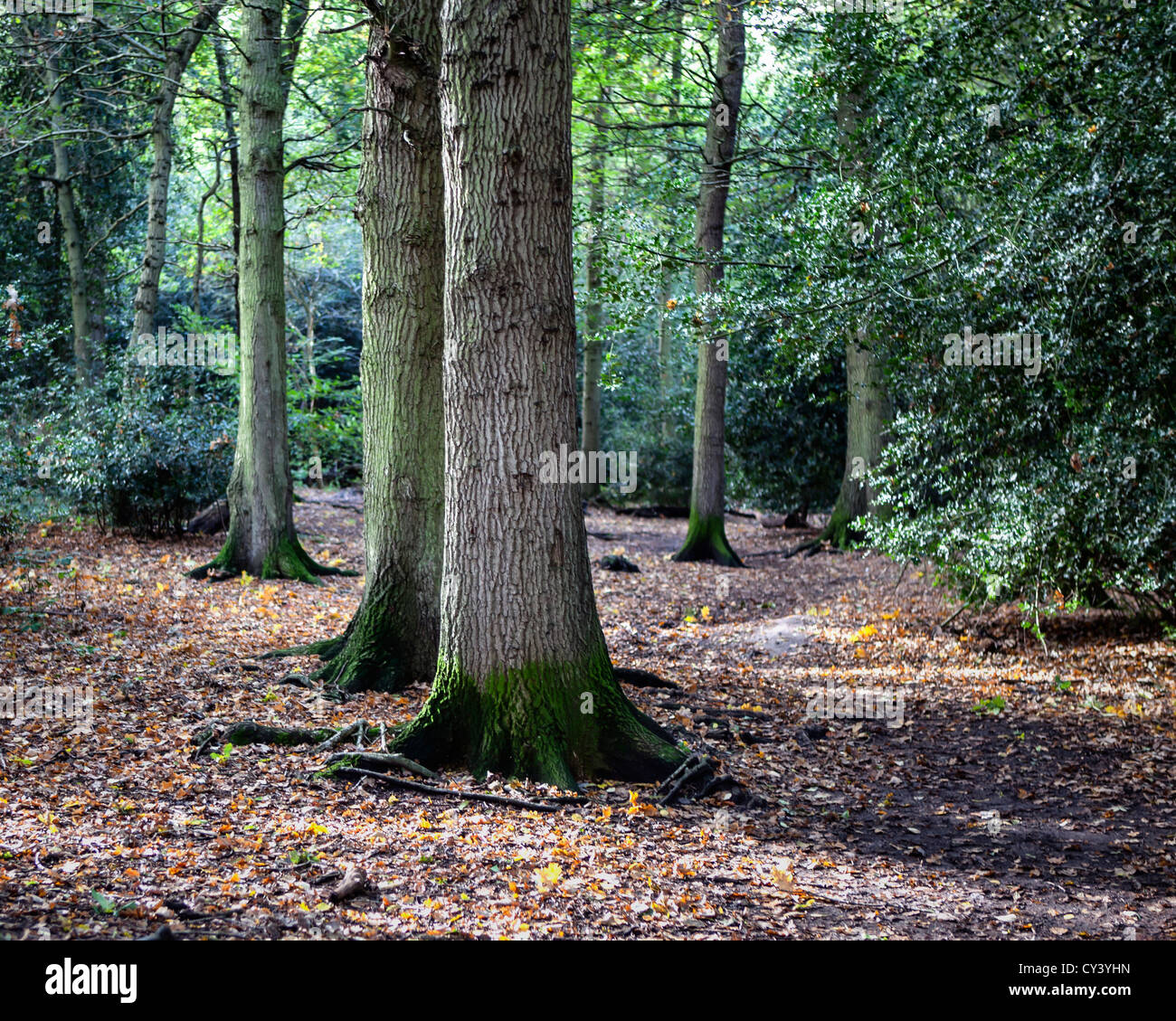 A path through the forest - Esher Common Stock Photo - Alamy
