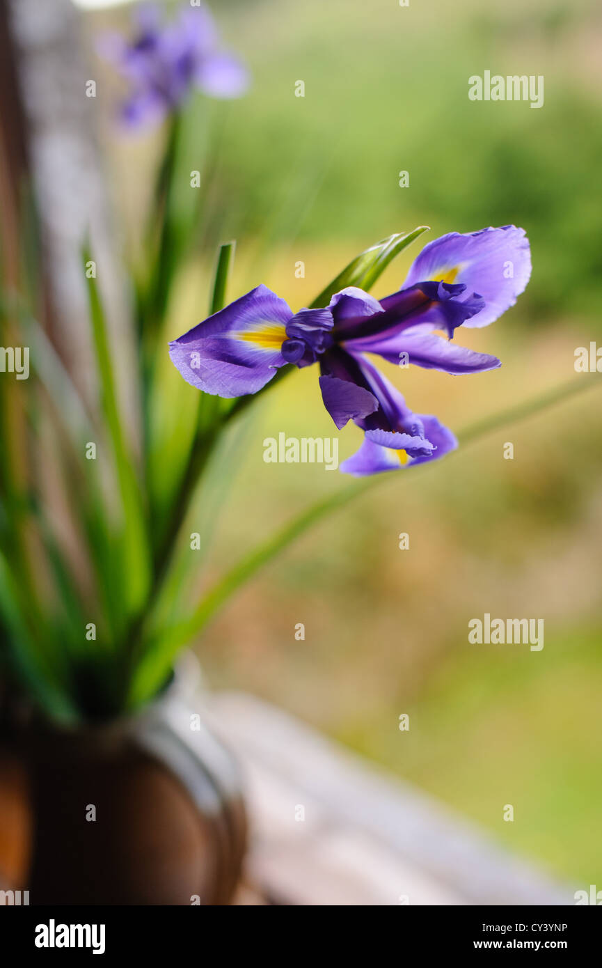 A purple flower in a vase on a window sill Stock Photo - Alamy
