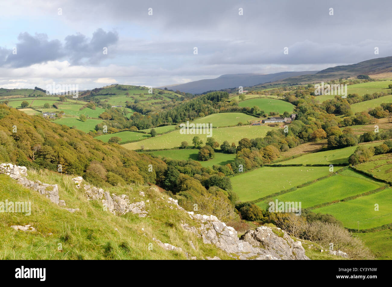 Welsh woodland hi-res stock photography and images - Alamy