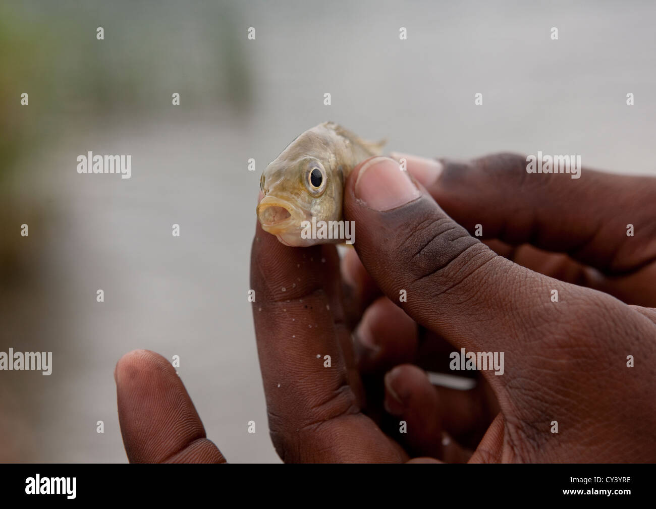 Fish From Kivu Lake- Rwanda Stock Photo - Alamy