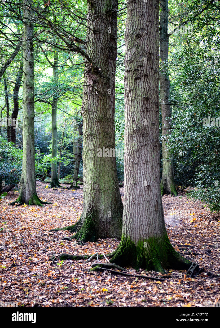 A path through the forest - Esher Common Stock Photo - Alamy
