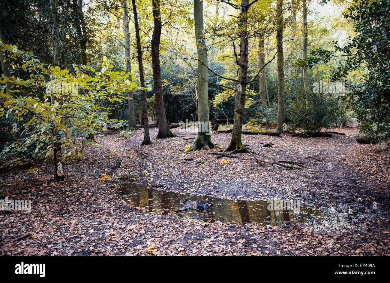 Muddy pathway through the Autumnal trees - Esher Common Stock Photo - Alamy