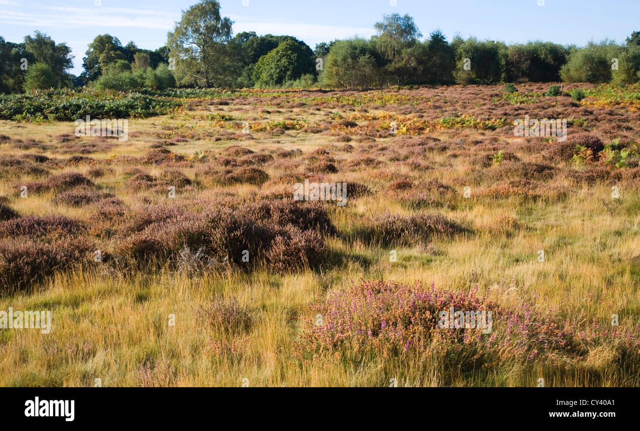 Heather sutton hi-res stock photography and images - Alamy