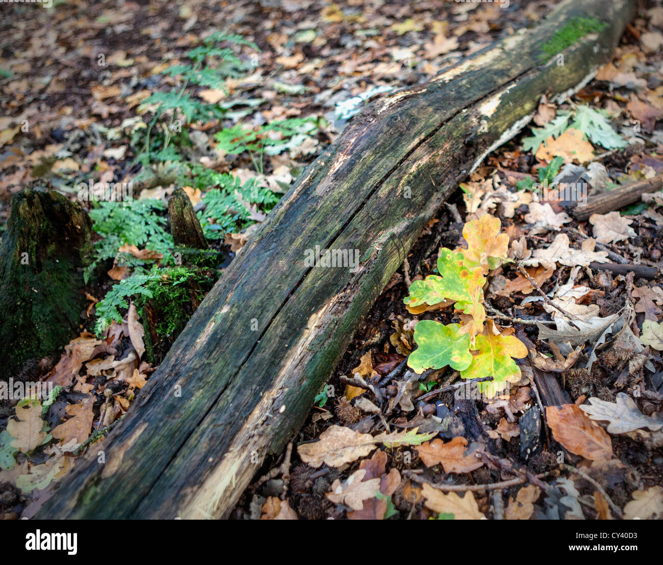 Rotting tree branch and leaves - Esher Common Stock Photo - Alamy