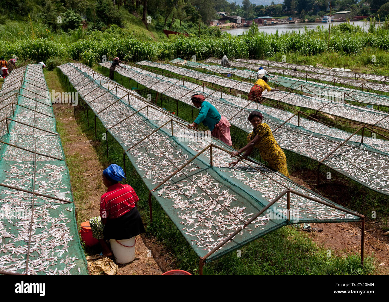 Dry Fishes In Rusizi - Rwanda Stock Photo - Alamy