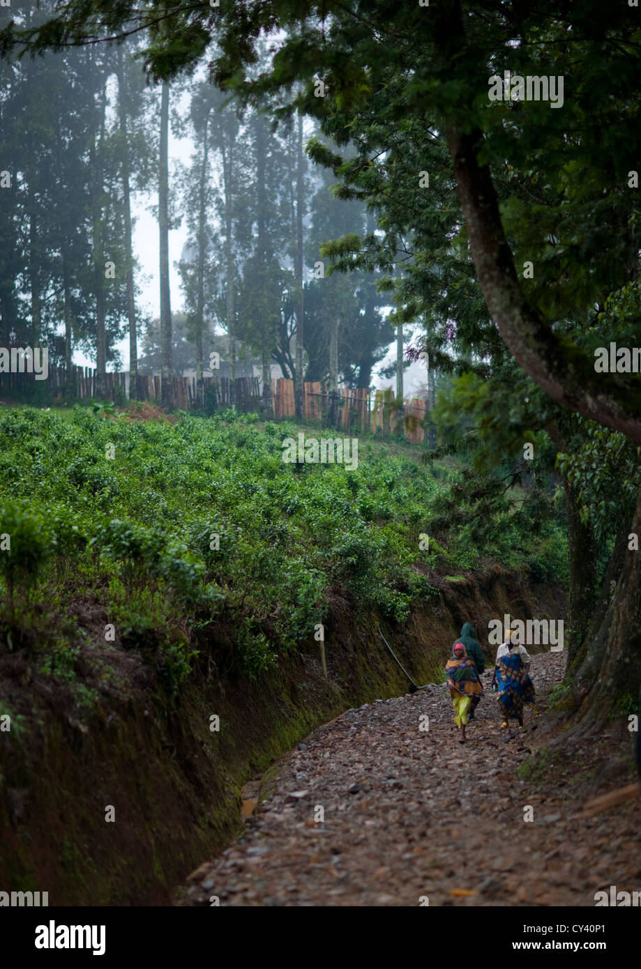 Tea Plantations In Gisakura Village - Rwanda Stock Photo - Alamy