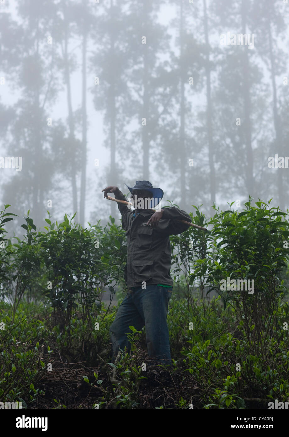 Tea plantations rwanda hi-res stock photography and images - Alamy