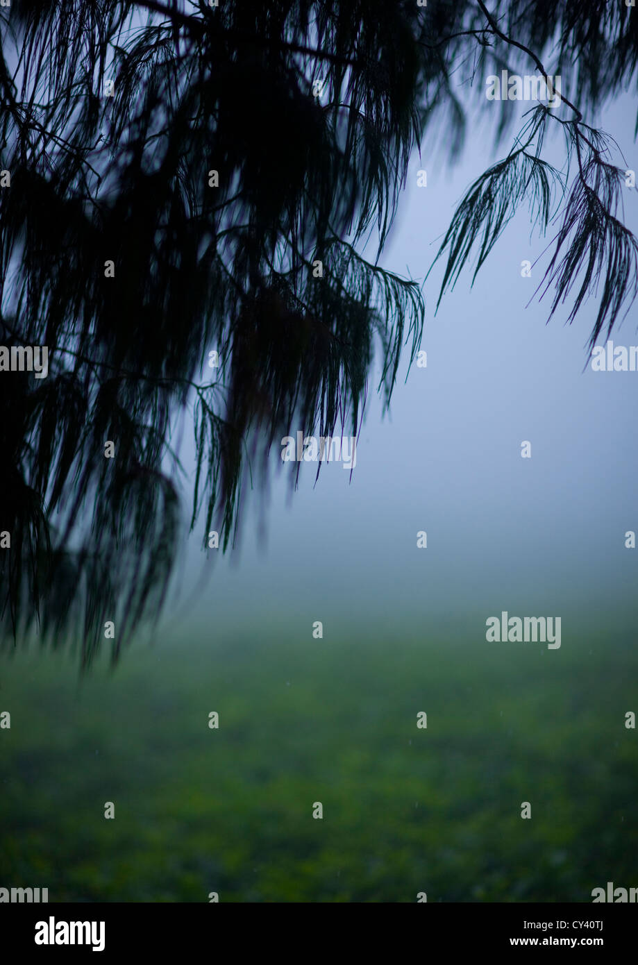 Tea Plantations In Gisakura Village - Rwanda Stock Photo - Alamy