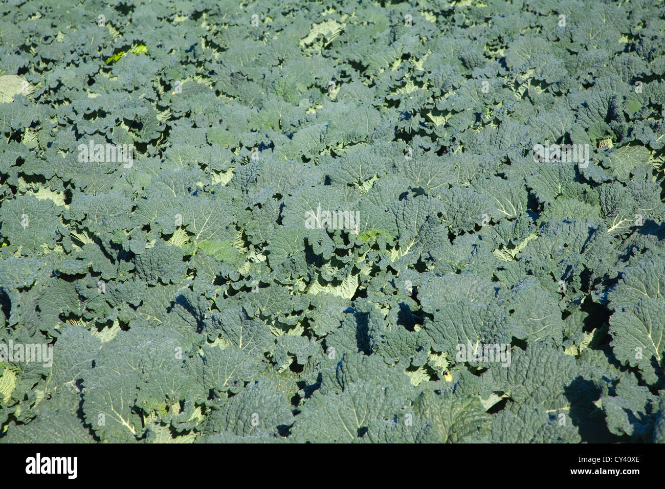 Brassica cabbage plants growing in field Sutton, Suffolk, England Stock ...